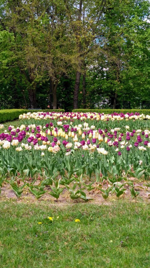 Flower stock photo. Image of spring, green, flowers - 147694642