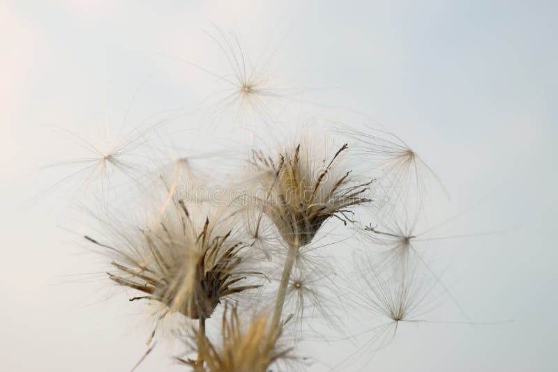 Flower fluff stock image. Image of fluff, view, sunlight - 74946699