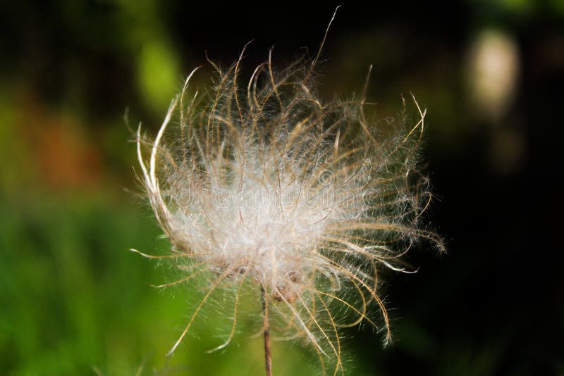 Flower fluff stock photo. Image of overblow, fluffy, seeding - 45766352