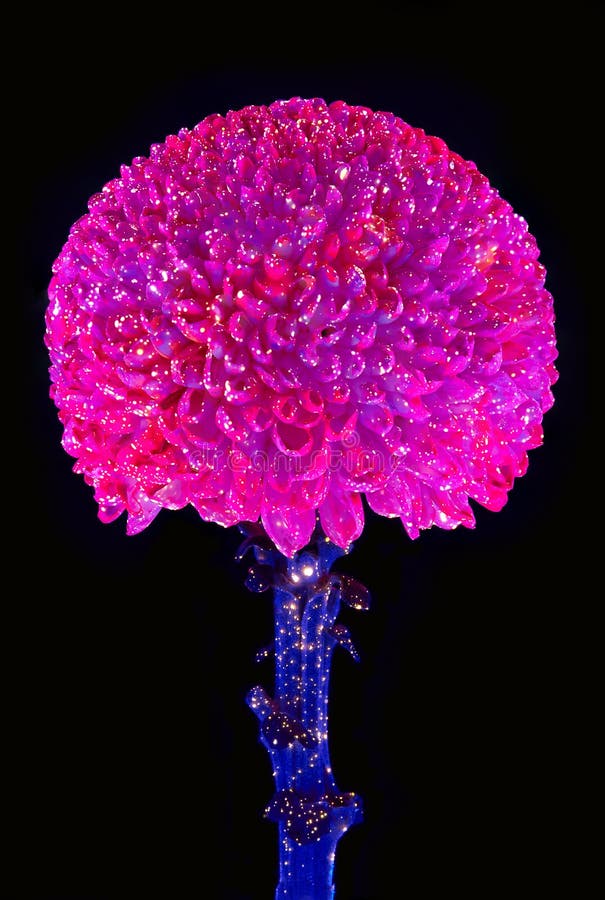 Flower with Fluorescent Colour. Stock Image - Image of neon, beautiful ...