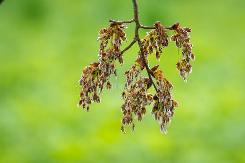 Flower of a Fluttering Elm (Ulmus Laevis) in Spring. Stock Image ...