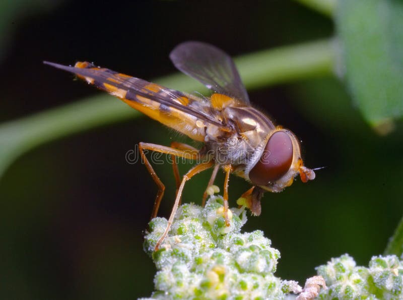 Flower fly stock photo. Image of color, orange, sunny - 11663116