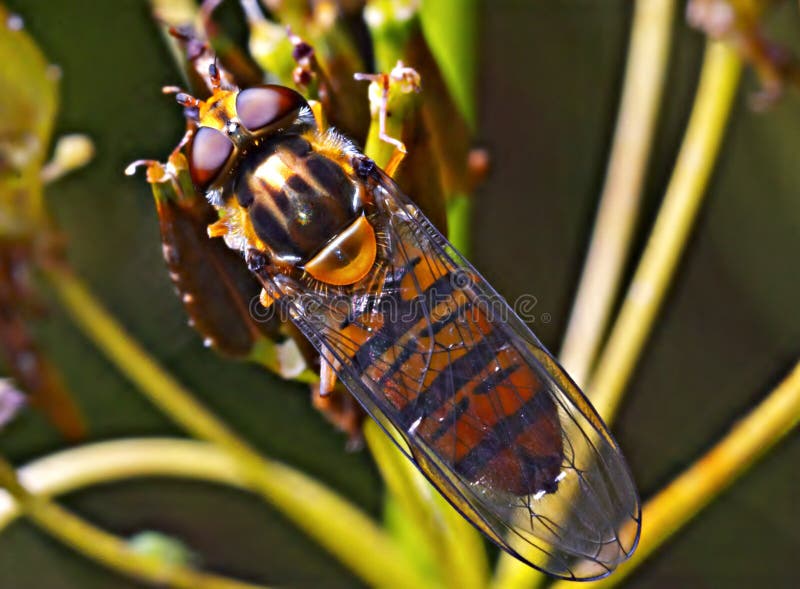 Flower fly stock photo. Image of insect, sitting, macro - 13058652