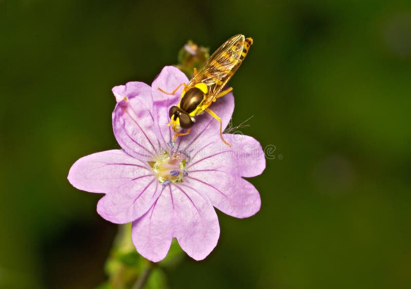 Flower fly stock image. Image of tiny, stalk, small, spread - 16334309
