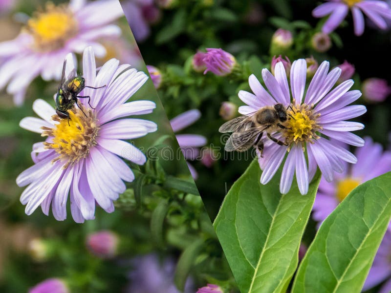 On a Flower, a Fly and a Bee - Competitors? Stock Photo - Image of ...