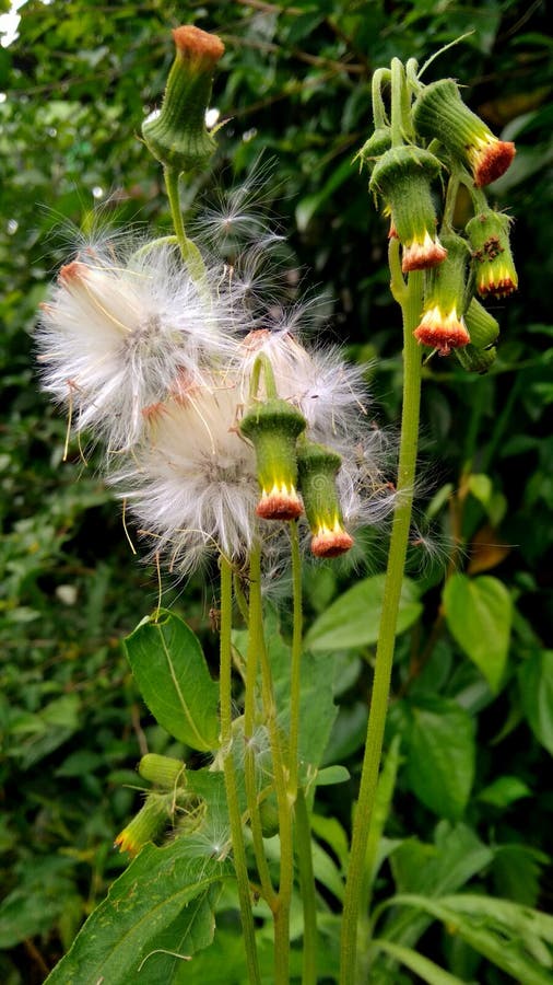 Flower fly blossom stock image. Image of garden, blossom - 258172941