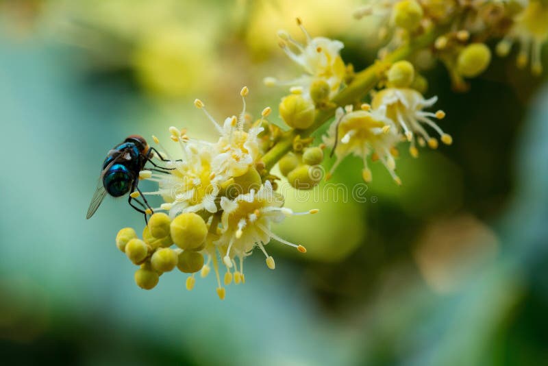 Flower fly stock image. Image of close, closeup, spring - 51406557