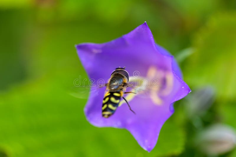 Flower fly stock image. Image of nature, animal, blossom - 99094823