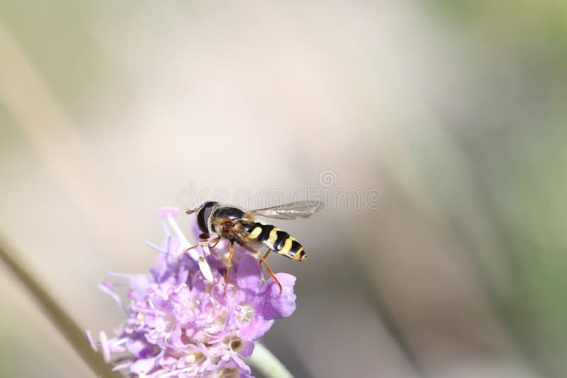 Flower Fly or Hover Fly Sitting on a Flower Stock Photo - Image of wasp ...