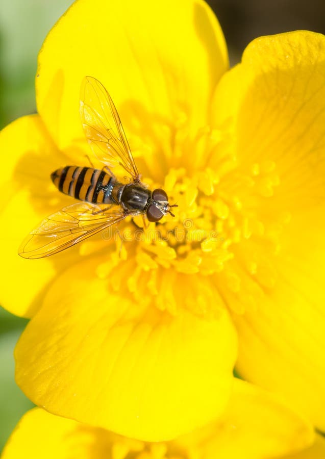 Flower Fly stock photo. Image of animal, petal, flower - 48804632