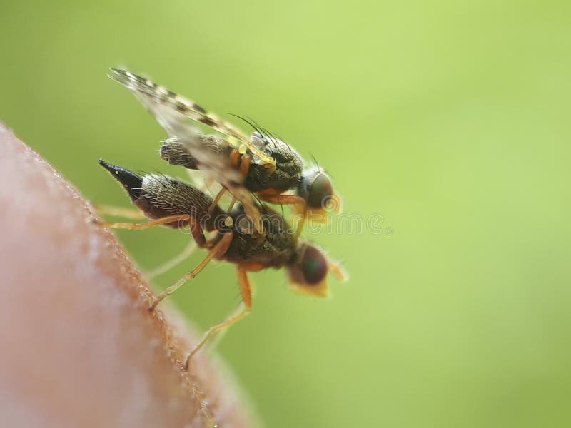A Flower Fly that Perches on the Ring Finger during the Day Stock Image ...