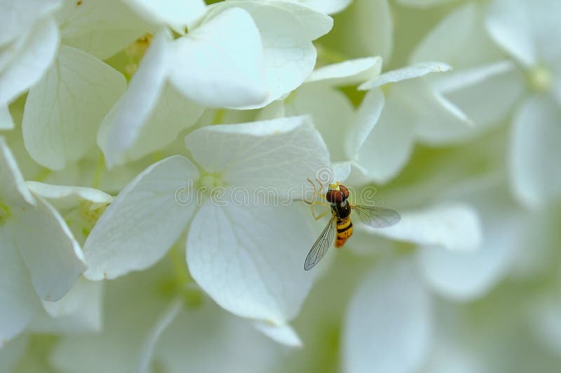 Flower Fly (toxomerus Marinatus) Stock Photo - Image of arborescens ...