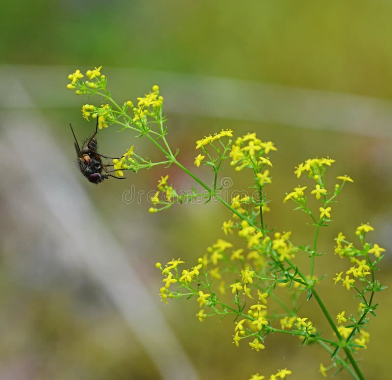 Flower and fly stock image. Image of july, fauna, spring - 36506087