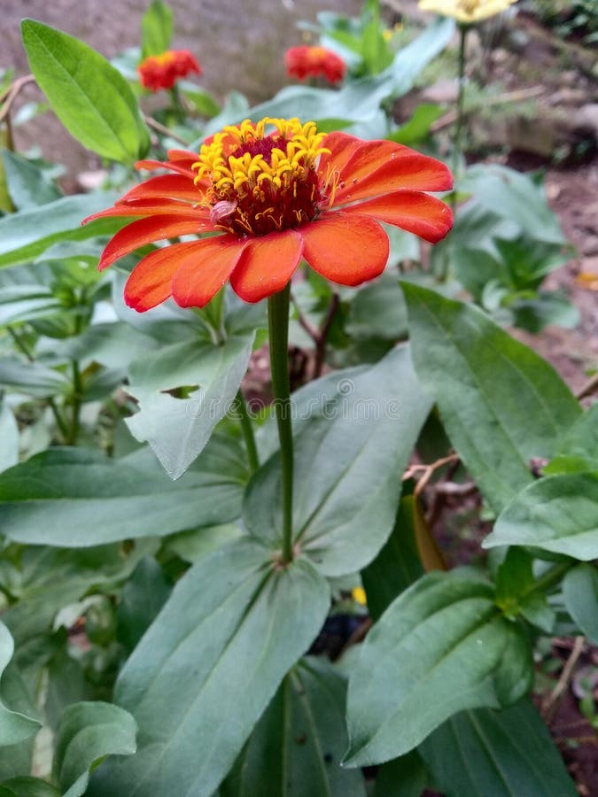 Flower stock photo. Image of flower, blur, focus, mood - 175475108