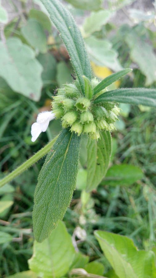Flower focus stock image. Image of produce, meadow, vegetable - 301167931