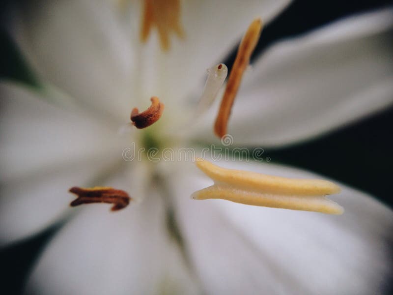 Flower follen stock photo. Image of floral, flower, closeup - 54292702