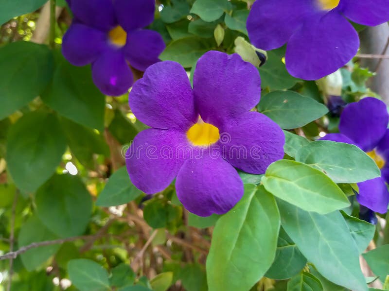 The Flower that Follows the Sun Does so Even in Cloudy Days. Stock ...