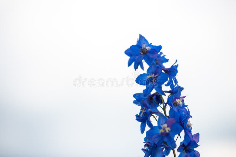 A Flower in the Foreground of a Flower with Bright Colors and Soft ...