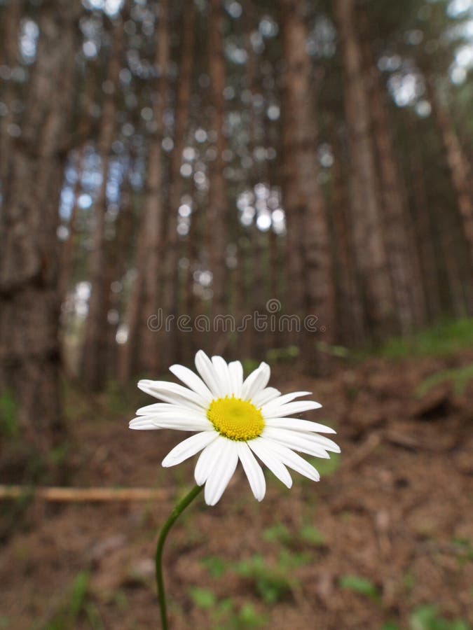 Flower in forest stock illustration. Illustration of flower - 1432184
