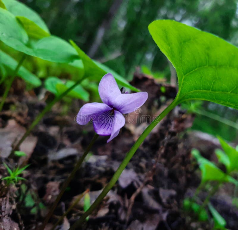 Flower in the forest stock photo. Image of blossom, nature - 190827506