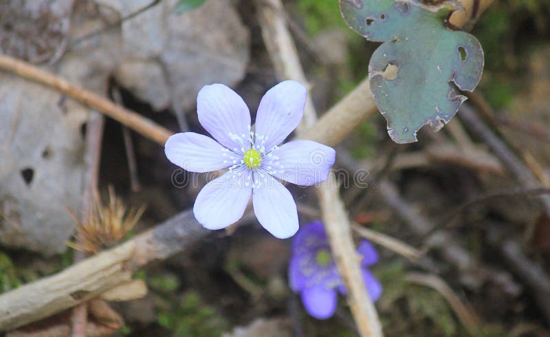 Flower in the Forest at the Beginning of Spring Stock Image - Image of ...