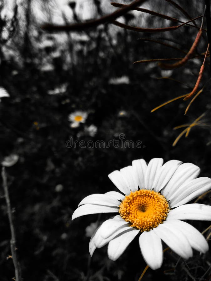 Flower in the Forest Low Light , Positive May Stock Image - Image of ...