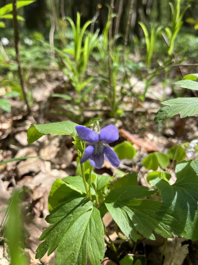 Flower of Forest Violet on the Lawn. Stock Photo - Image of tree, herb ...