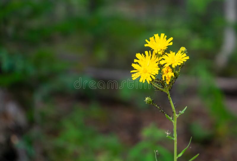The Flower of the Forest is Yellow. Osot Field Stock Image - Image of ...