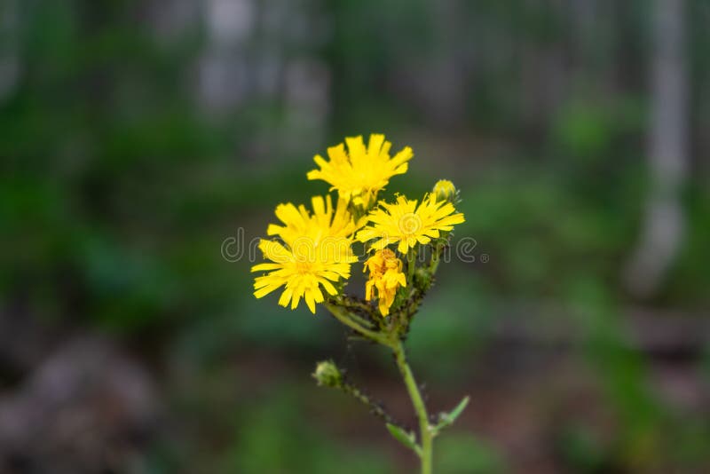The Flower of the Forest is Yellow. Osot Field Stock Photo - Image of ...