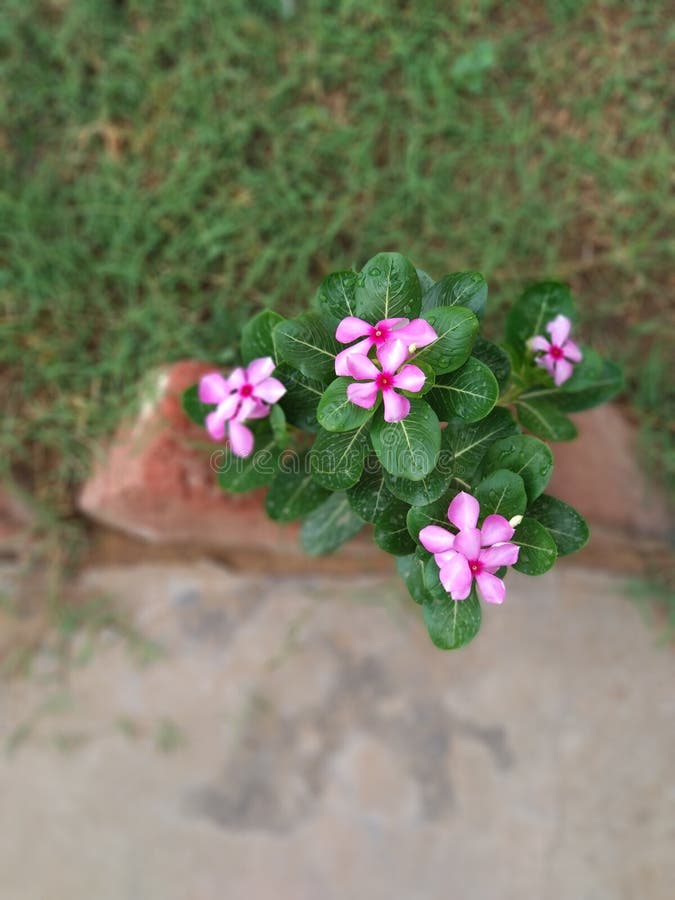 Flower of forever!! stock photo. Image of flowersimply - 116447312