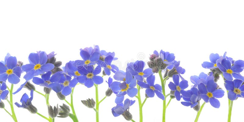 Flower forget me not stock image. Image of elegant, bloom - 14150443