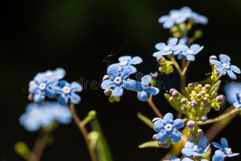 Flower forget-me-not stock photo. Image of close, closeup - 92584790