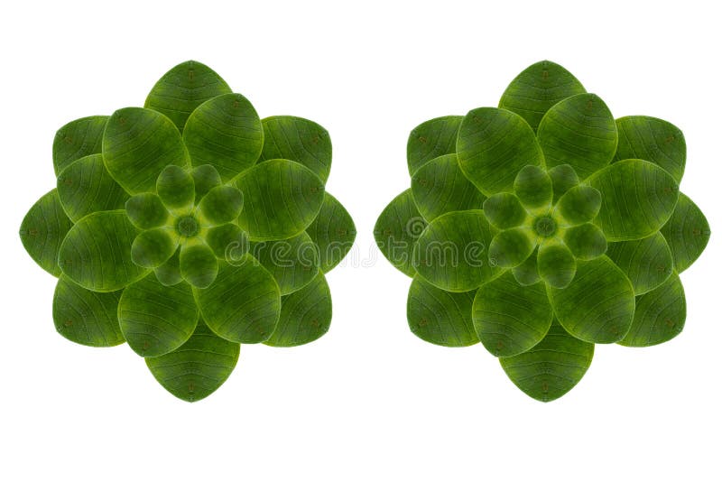 Flower form leaf stock image. Image of create, element - 42857567