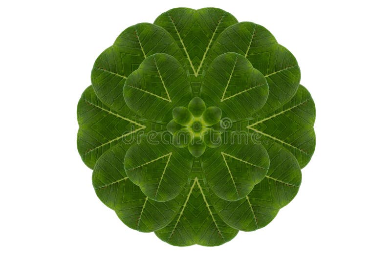 Flower form leaf stock photo. Image of floral, bright - 42857582