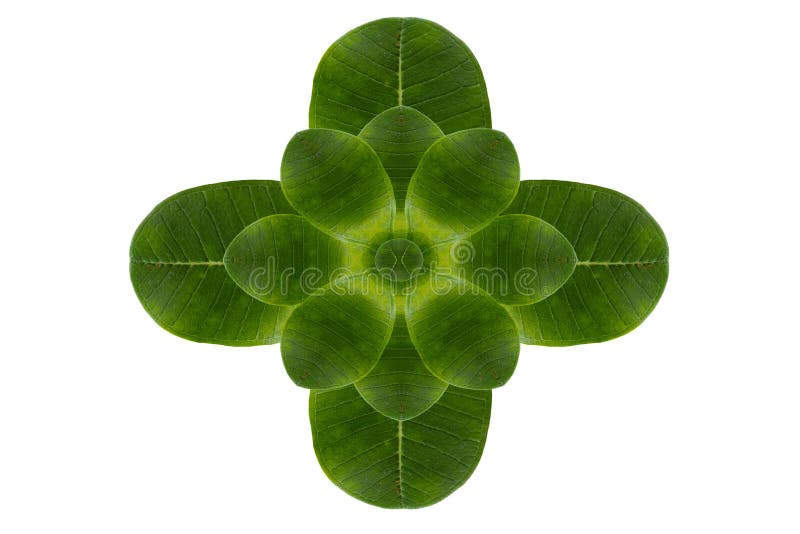 Flower form leaf stock image. Image of area, bright, backdrop - 42857587