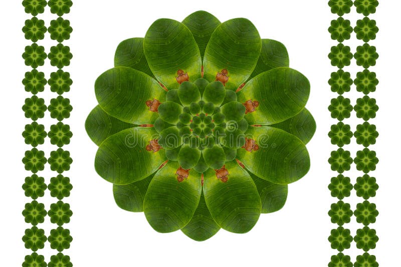 Flower form leaf stock photo. Image of freshness, foliage - 42857766