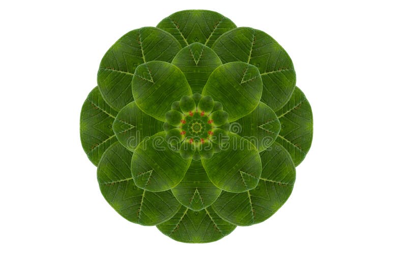 Flower form leaf stock image. Image of area, decoration - 42857819