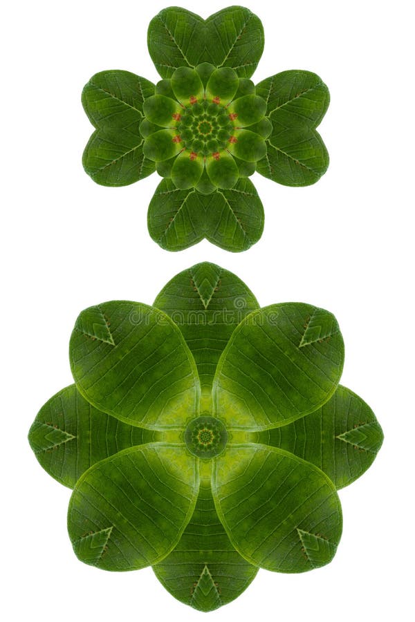 Flower form leaf stock image. Image of floral, concept - 42868063