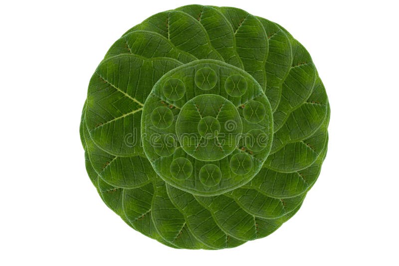 Flower form leaf stock photo. Image of greenery, life - 40735204