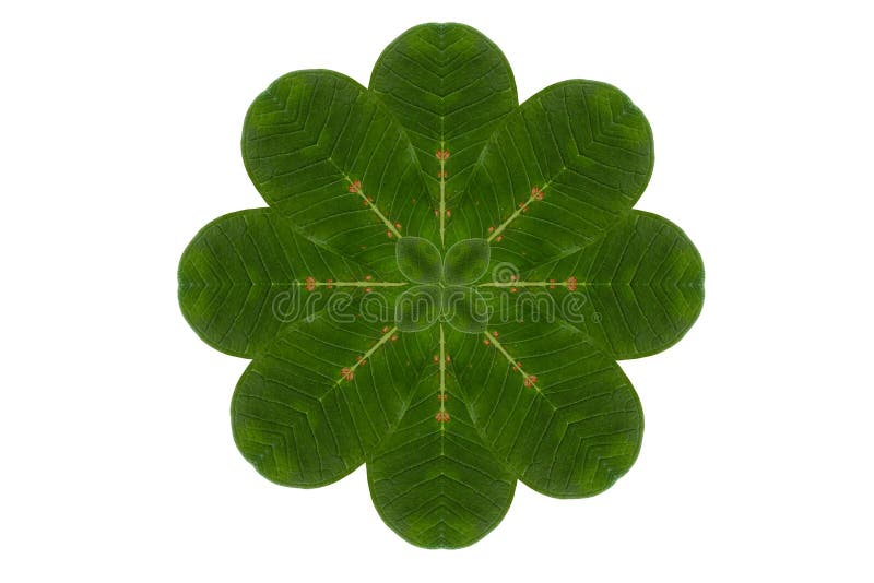 Flower form leaf stock image. Image of flora, abstract - 40930717
