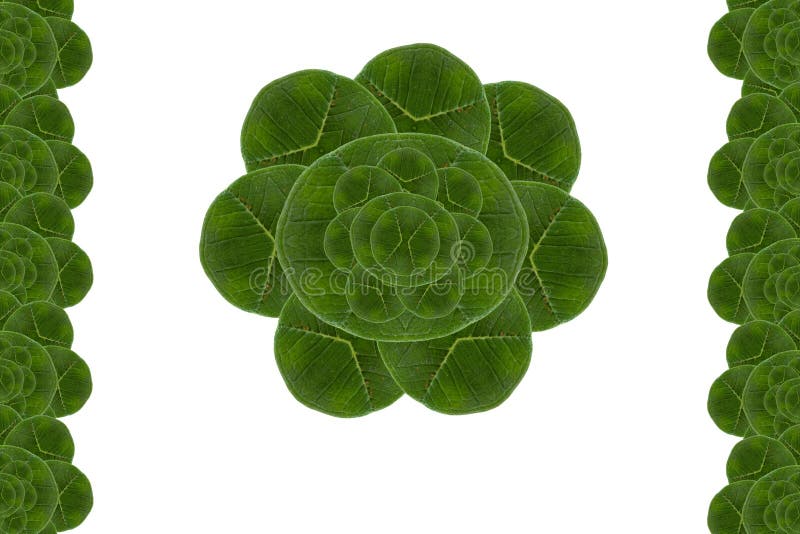 Flower form leaf stock photo. Image of foliage, creativity - 40537746