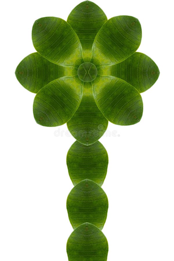 Flower form leaf stock image. Image of frame, paper, concept - 41678557