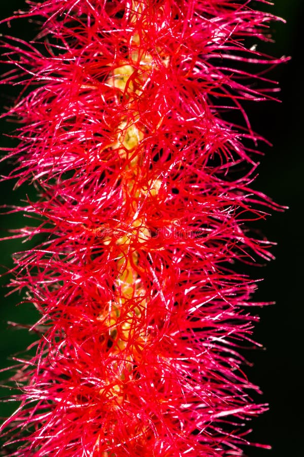 Flower of Fox Tail Plant stock image. Image of natural - 187674551