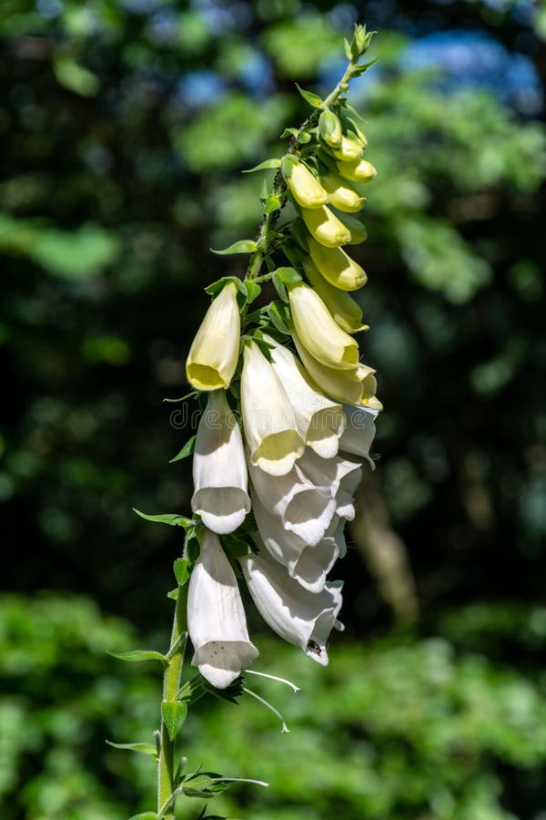 Flower Foxglove Close Up in the Sun Stock Image - Image of nature ...