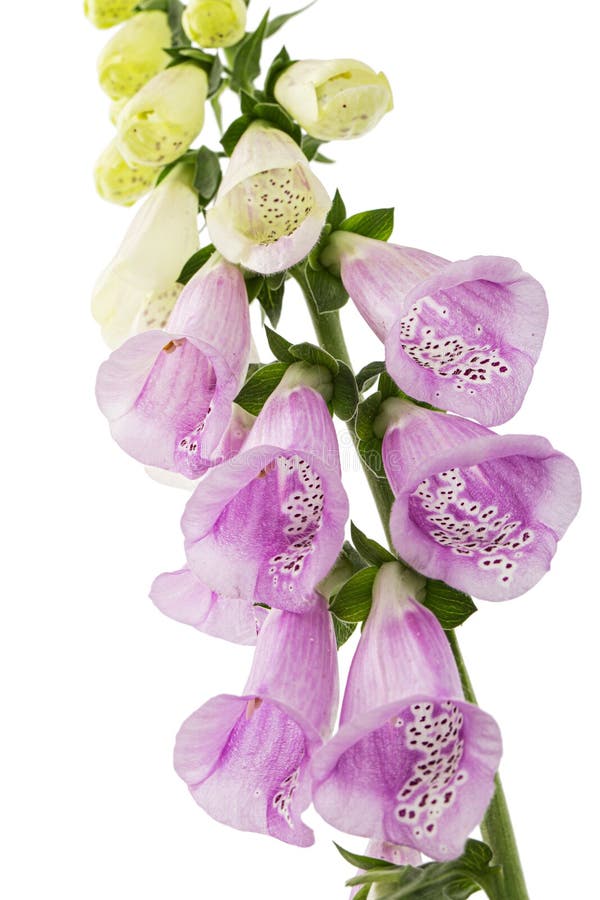 Flower of Foxglove Closeup, Lat. Digitalis, Isolated on White ...