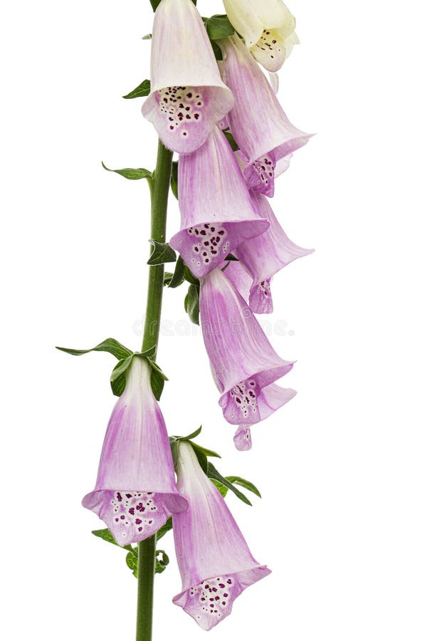 Flower of Foxglove Closeup, Lat. Digitalis, Isolated on White ...