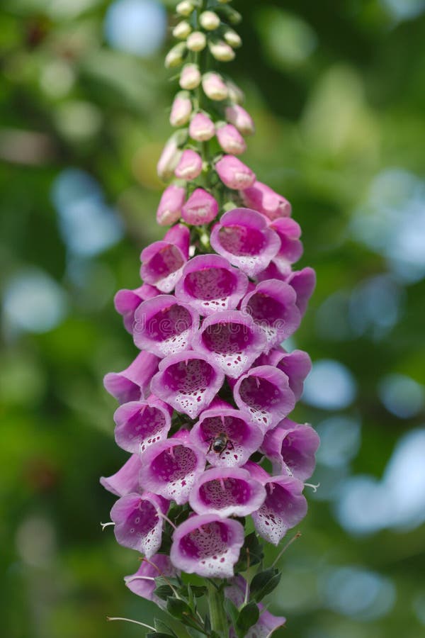 Foxglove flowers stock image. Image of ornamental, green - 14536381