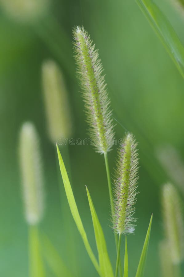 Flower foxtail stock photo. Image of lined, garden, relaxation - 35250332