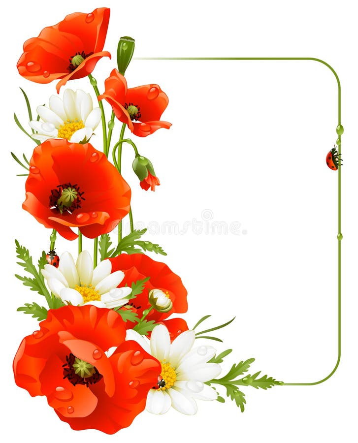 Camomile frame stock vector. Illustration of banner, isolated - 15131201