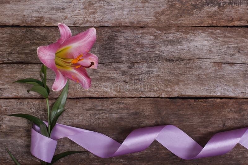 Flower Frame of Pink Lilies Framed by Ribbon Stock Photo - Image of ...